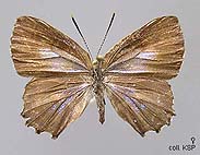 Papua Insects Foundation (Lepidoptera/Lycaenidae thumbnails)